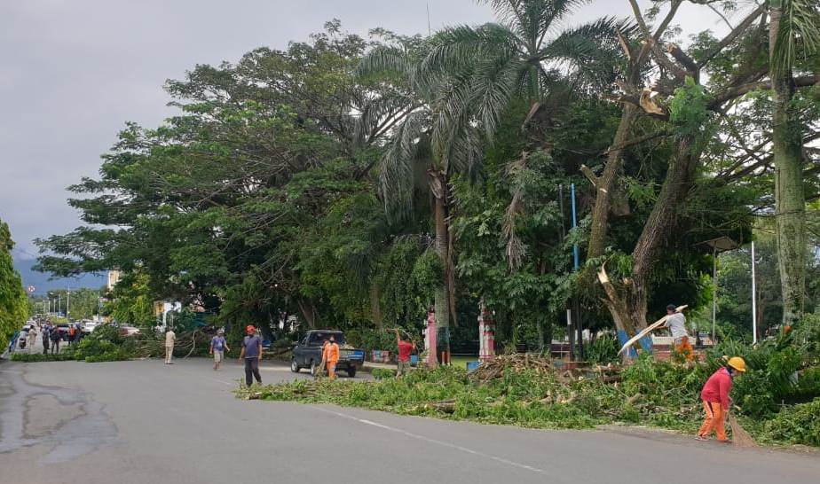 Lewati Kajian, Pohon Peneduh Jalan di Sejumlah Titik Dipangkas ...